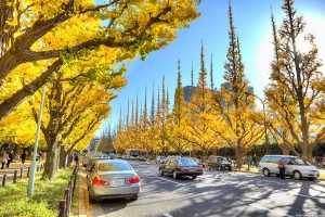 Fall Colors in Tokyo 2011 Pictures – Harajuku, Shinjuku & Aoyama ...