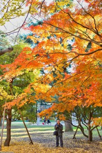 Fall Colors in Tokyo 2011 Pictures – Harajuku, Shinjuku & Aoyama ...