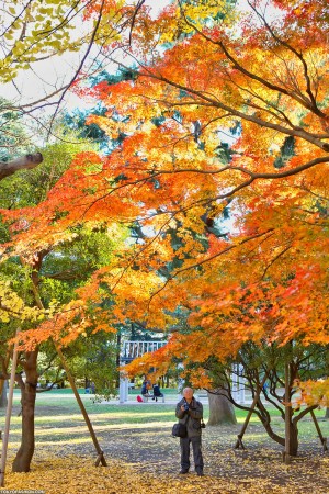 Fall Colors in Tokyo 2011 Pictures – Harajuku, Shinjuku & Aoyama ...