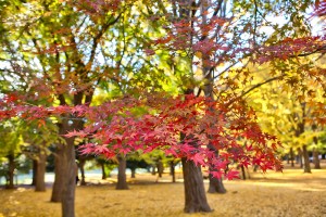 Fall Colors in Tokyo 2011 Pictures – Harajuku, Shinjuku & Aoyama ...