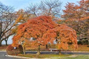 Fall Colors in Tokyo 2011 Pictures – Harajuku, Shinjuku & Aoyama ...