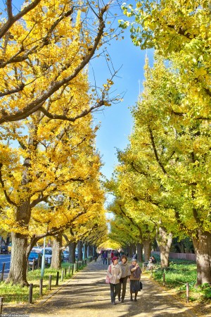 Fall Colors in Tokyo 2011 Pictures – Harajuku, Shinjuku & Aoyama ...