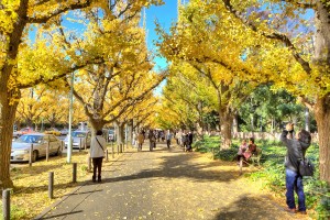 Fall Colors in Tokyo 2011 Pictures – Harajuku, Shinjuku & Aoyama ...