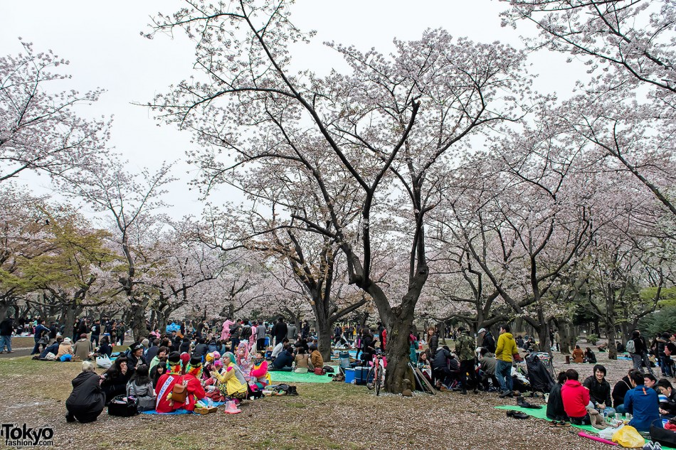 “Kawaii Hanami” with the Harajuku Fashion Walk Kids – Video & Pictures ...