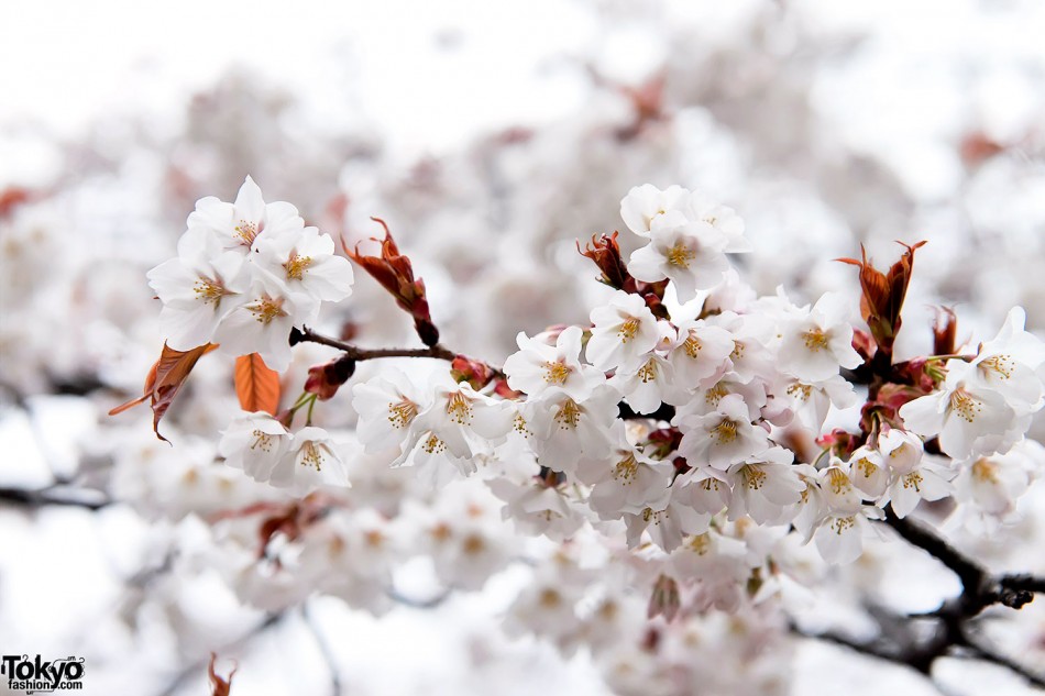 “Kawaii Hanami” with the Harajuku Fashion Walk Kids – Video & Pictures ...