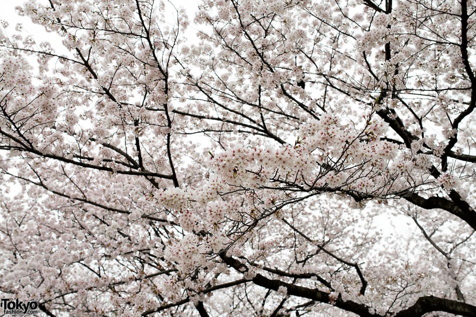 “Kawaii Hanami” with the Harajuku Fashion Walk Kids – Video & Pictures ...